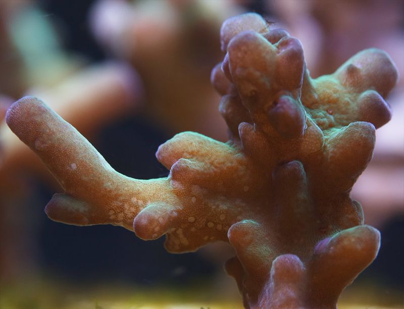 AEFW experiments and study | Page 5 | Reef2Reef