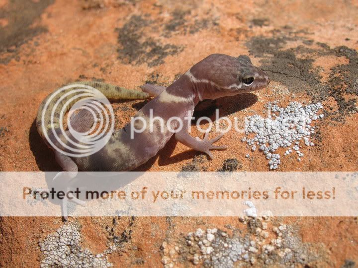 Decent Mid-year recap - Utah - Field Herp Forum